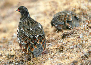 鹑族 Perdicini 蓝色动物学（中国动物学科普）